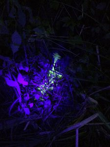 Septic Inspection | Dye Testing | Septic System Leak | Appalachian Home ...